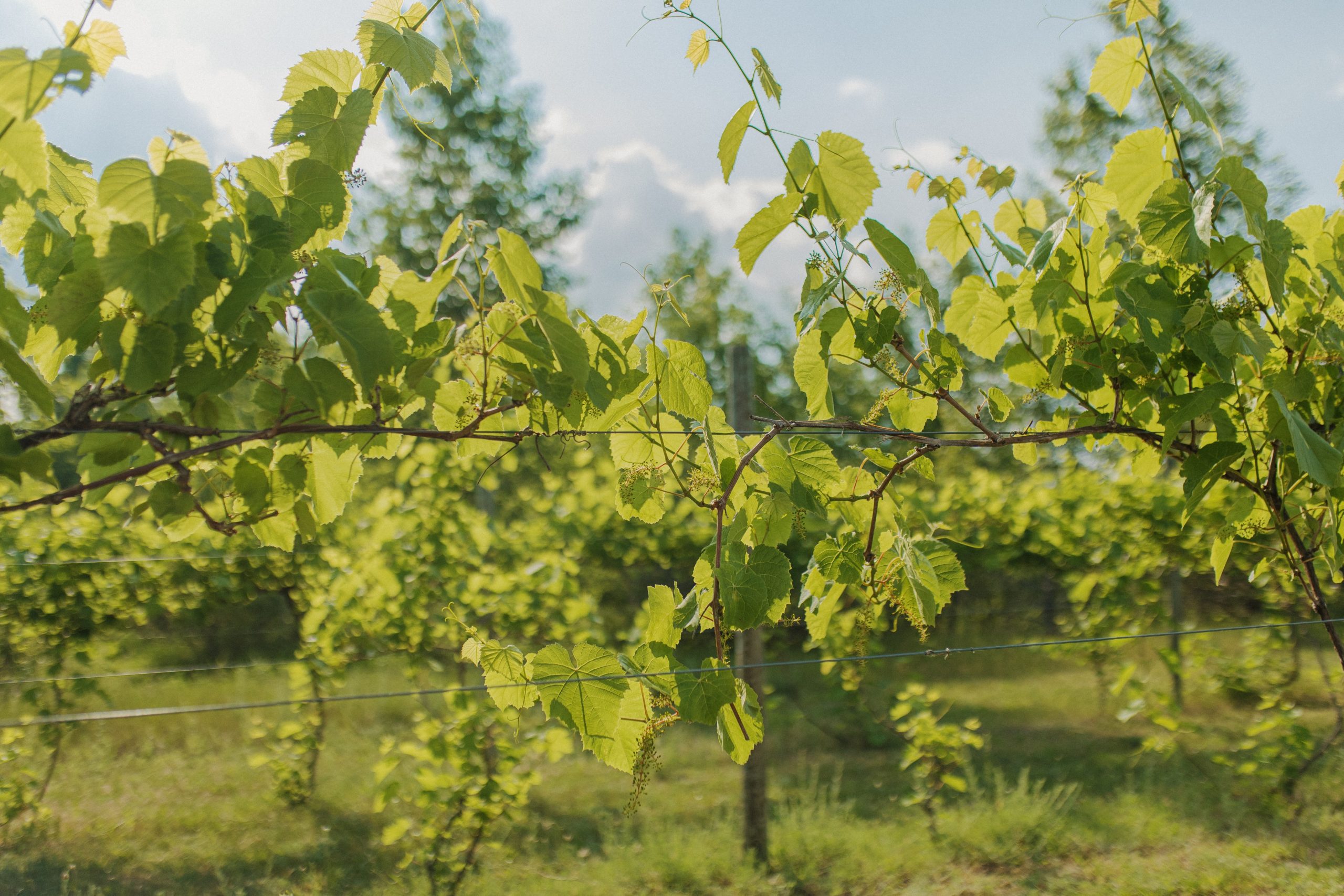 VanDeMark Farm & Vineyard